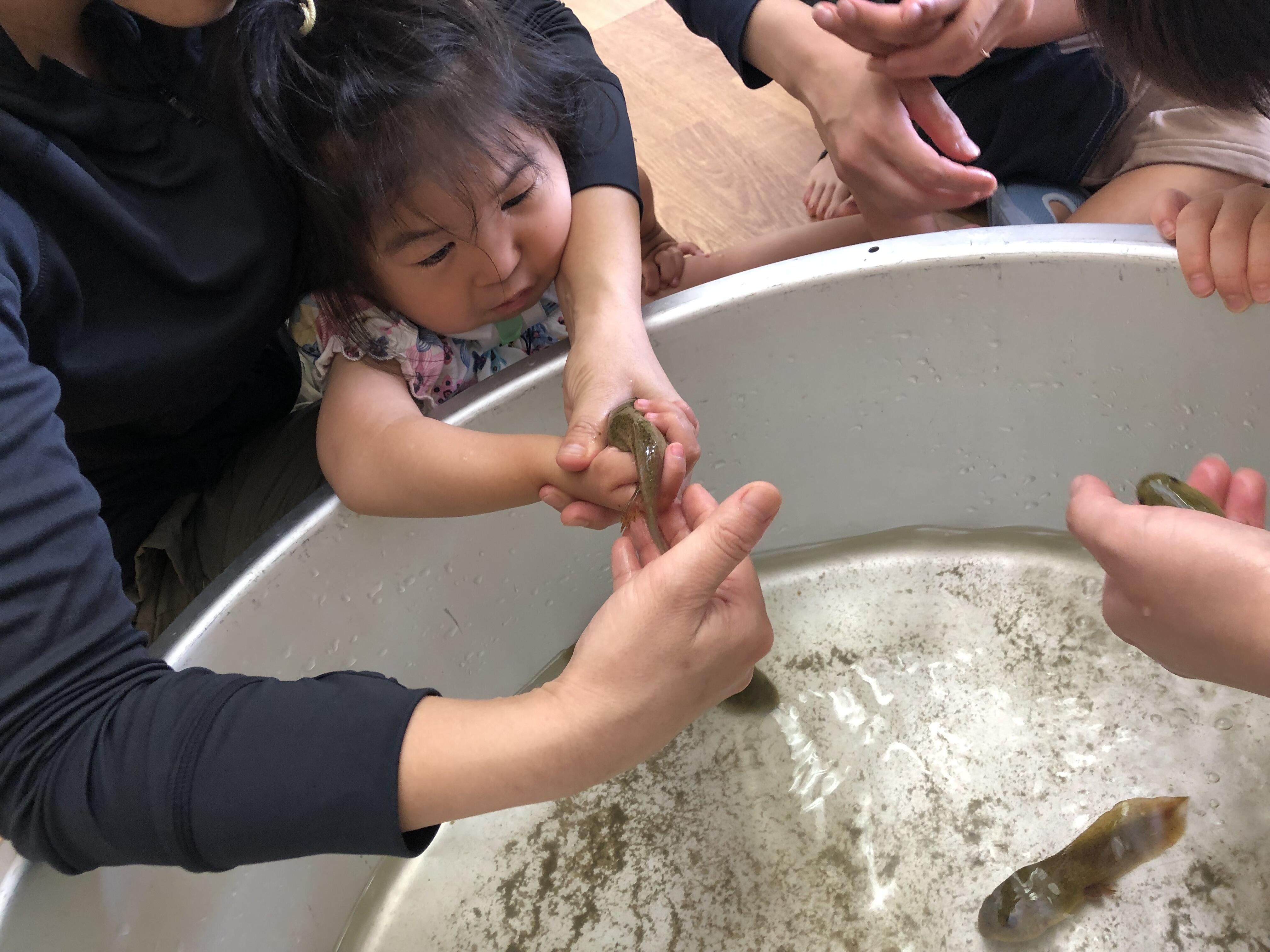 ウシガエルのおたまじゃくし（小学部） - 藤井寺支援学校ブログ